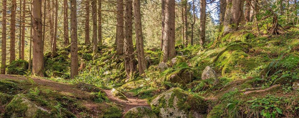 Deep in the forest - Manfred Münzl Photography